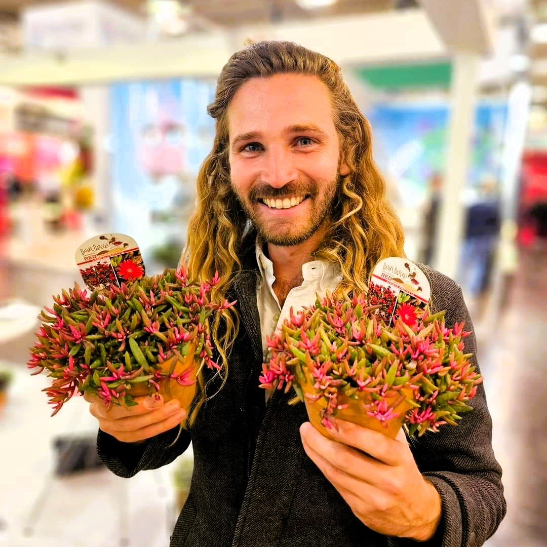 Delosperma Desert Dancers | Matteo Ragni