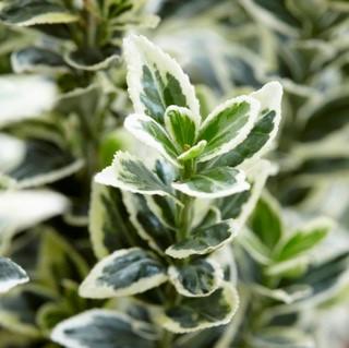 Euonymus japonicus White Spire | Matteo Ragni